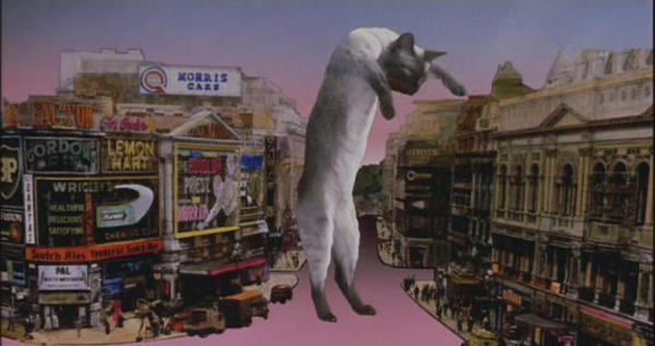 [Image - 23629] | Longcat | Know Your Meme