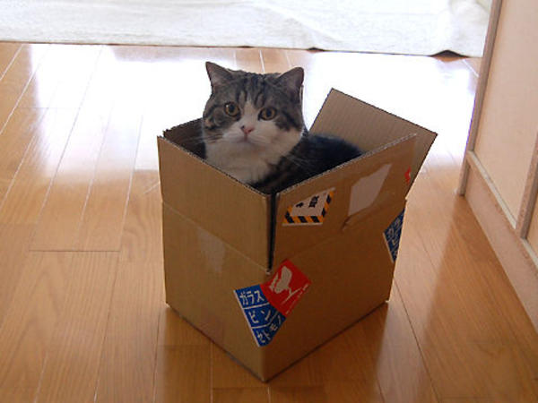[Image - 23631] | Maru the Cat | Know Your Meme