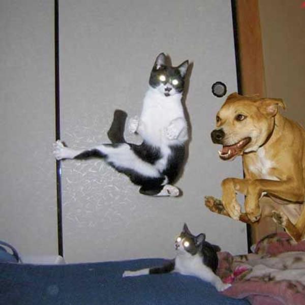 [Image - 24527] | Weezer Raditude Dog | Know Your Meme