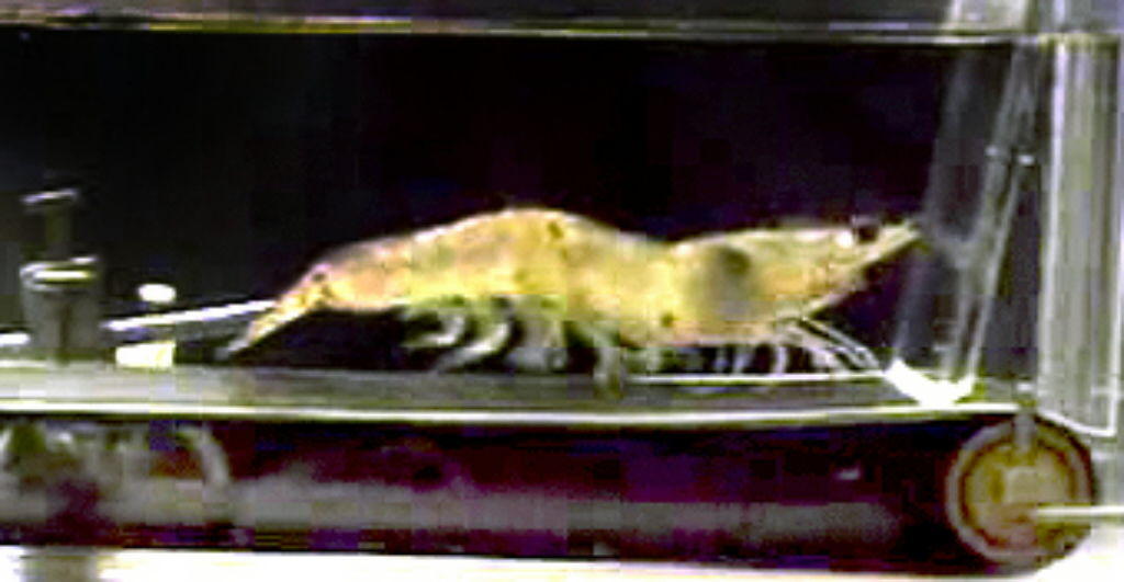 [Image - 25726] | Shrimp on a treadmill | Know Your Meme
