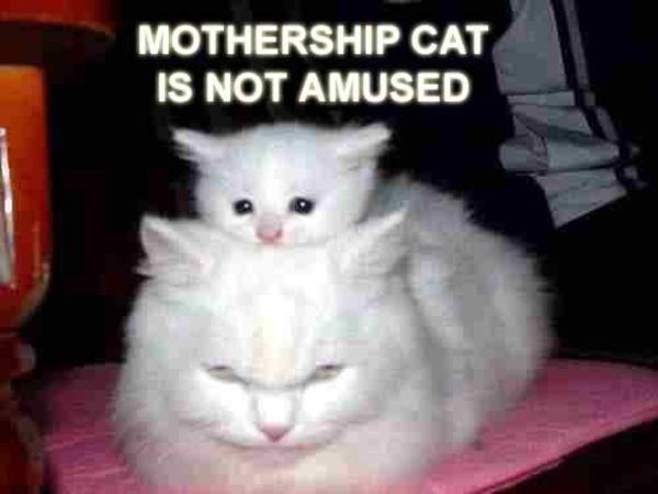 [Image - 25913] | Trashcat Is Not Amused | Know Your Meme