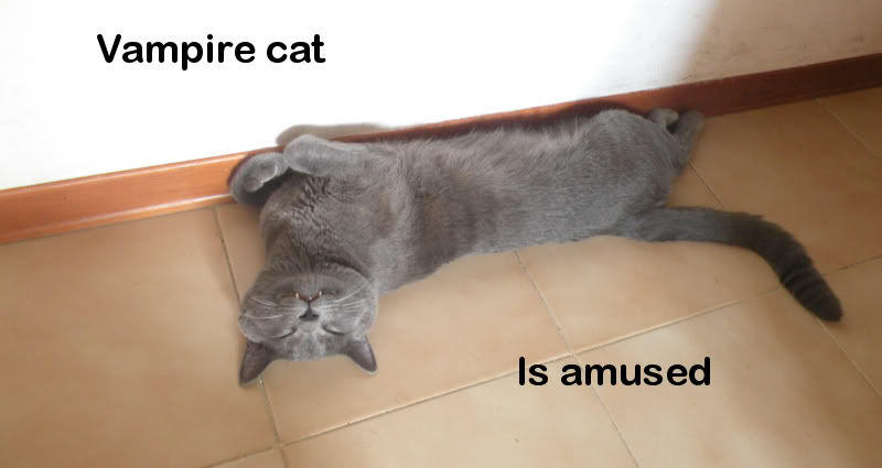 [Image - 25920] | Trashcat Is Not Amused | Know Your Meme