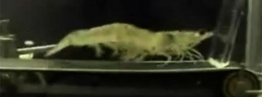 [Image - 26183] | Shrimp on a treadmill | Know Your Meme