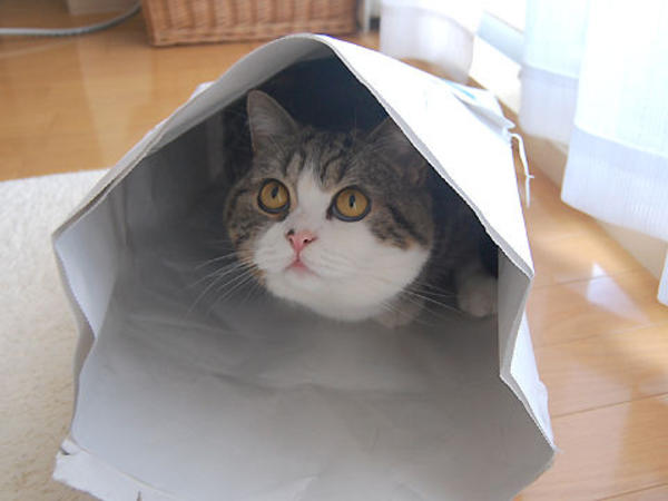 [Image - 26367] | Maru the Cat | Know Your Meme