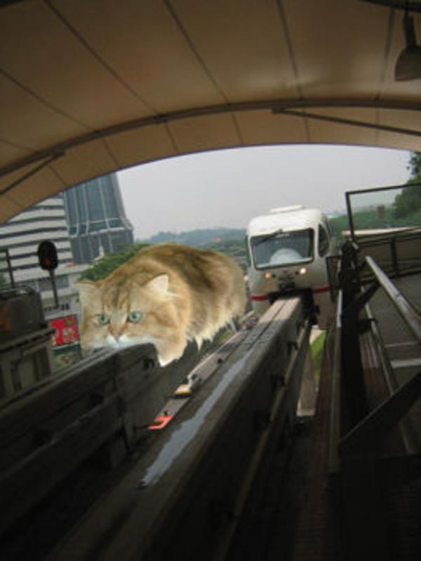 [Image - 26544] | Monorail Cat | Know Your Meme