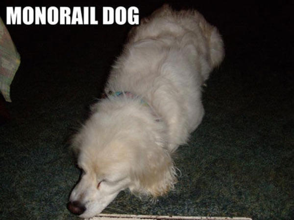 [Image - 26557] | Monorail Cat | Know Your Meme