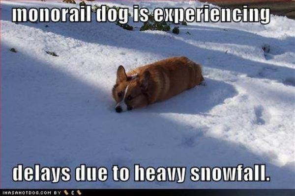 [Image - 26566] | Monorail Cat | Know Your Meme