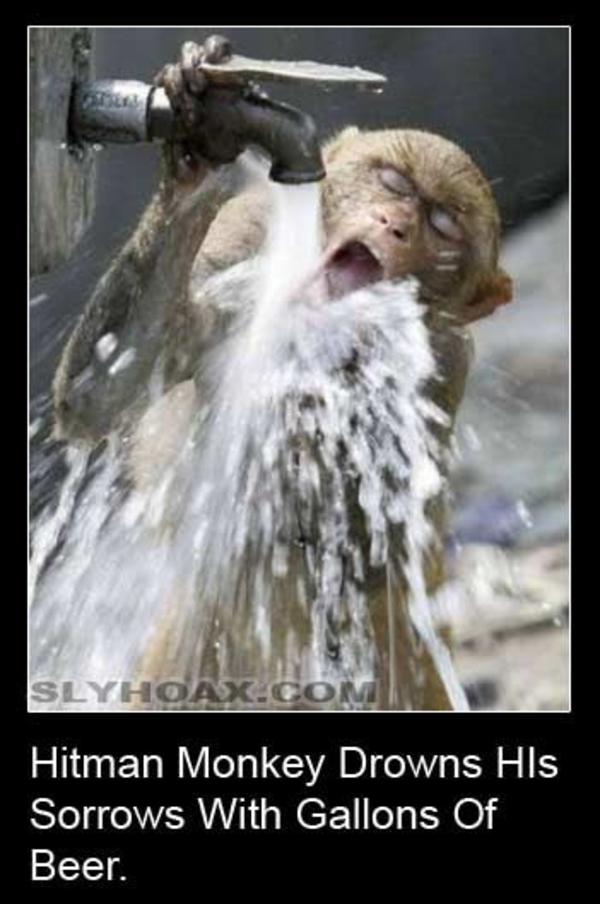 [Image - 27898] | Hitman Monkey | Know Your Meme