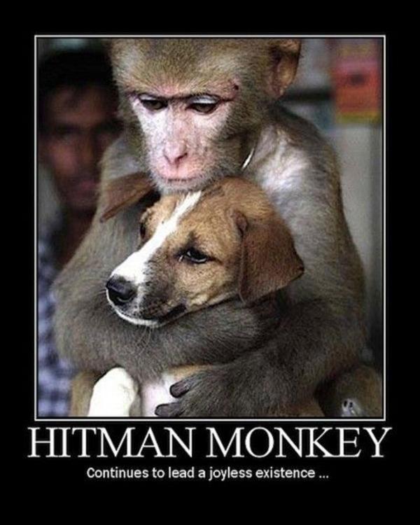 [Image - 27900] | Hitman Monkey | Know Your Meme