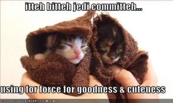 [Image - 27954] | Itteh Bitteh Kitteh Committeh | Know Your Meme
