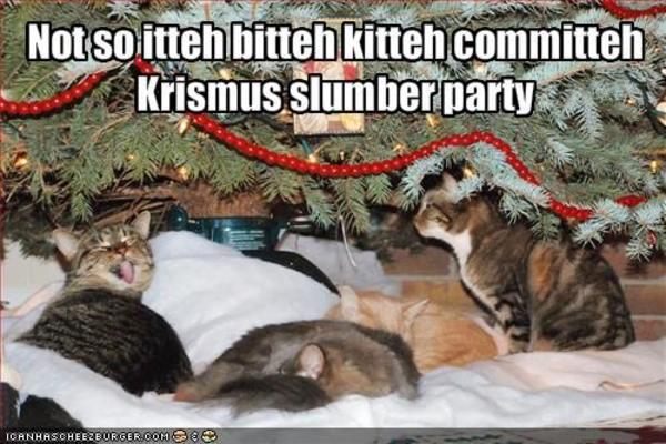 [Image - 27962] | Itteh Bitteh Kitteh Committeh | Know Your Meme