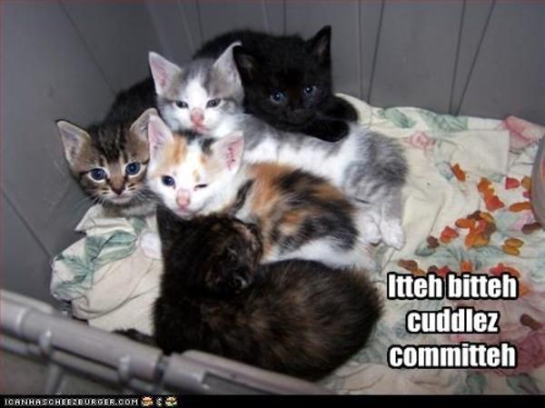 [Image - 27974] | Itteh Bitteh Kitteh Committeh | Know Your Meme