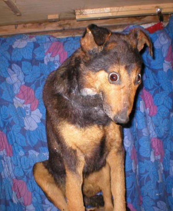 [Image - 28086] | Depression Dog | Know Your Meme
