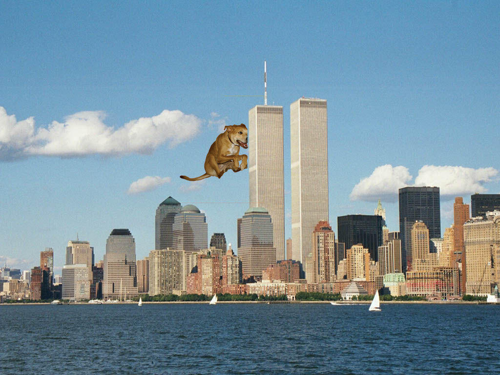 [Image - 28699] | Weezer Raditude Dog | Know Your Meme