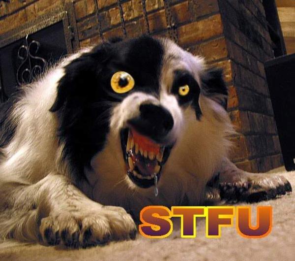 [Image - 28817] | STFU | Know Your Meme