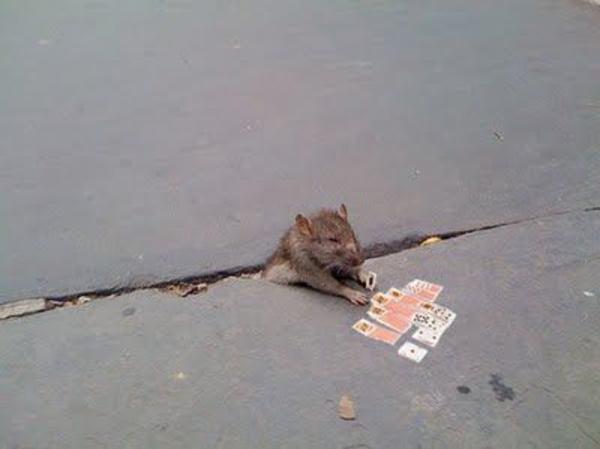 [Image - 30711] | Sad Rat | Know Your Meme