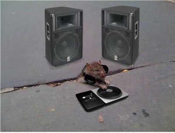 [Image - 30733] | Sad Rat | Know Your Meme