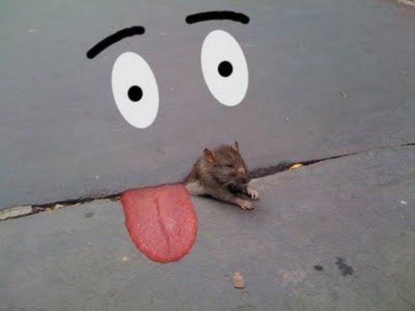 [Image - 30735] | Sad Rat | Know Your Meme