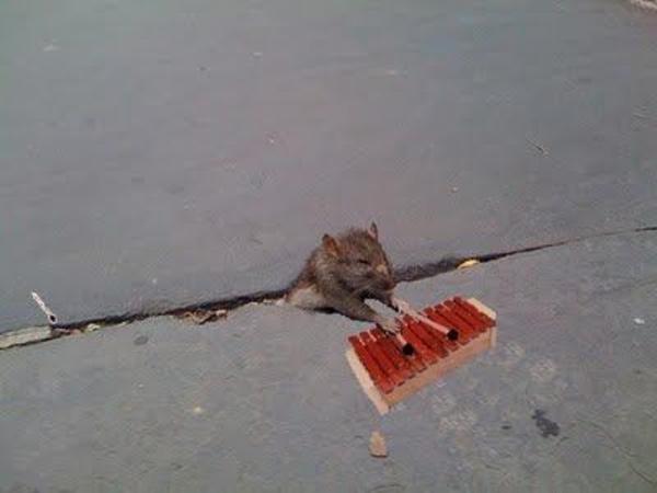 [Image - 30736] | Sad Rat | Know Your Meme