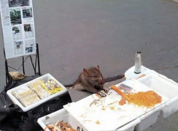 [Image - 30749] | Sad Rat | Know Your Meme