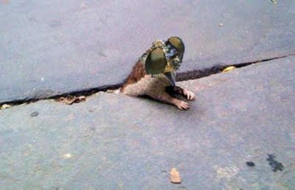 [Image - 30754] | Sad Rat | Know Your Meme