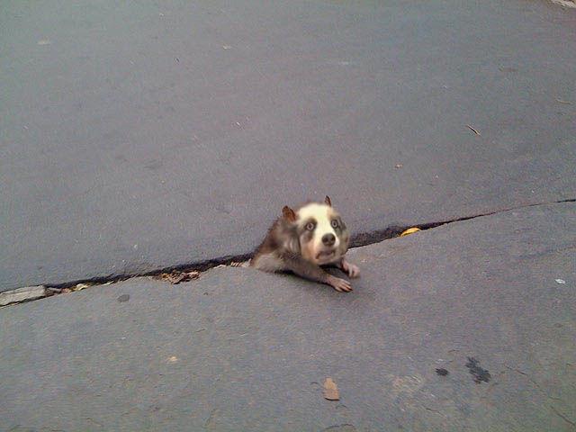 [Image - 31350] | Sad Rat | Know Your Meme