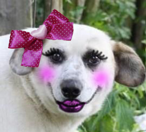 [Image - 32627] | Dogola | Know Your Meme