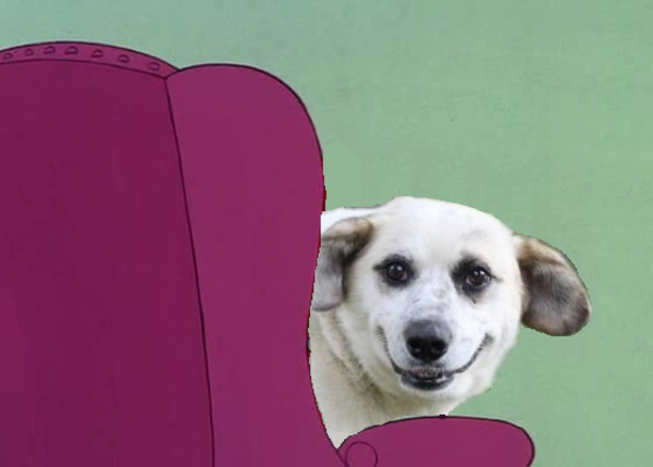 [Image - 32634] | Dogola | Know Your Meme