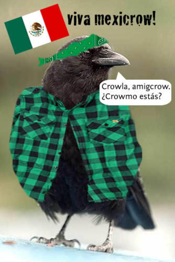 [Image - 40824] | Daily Crow | Know Your Meme