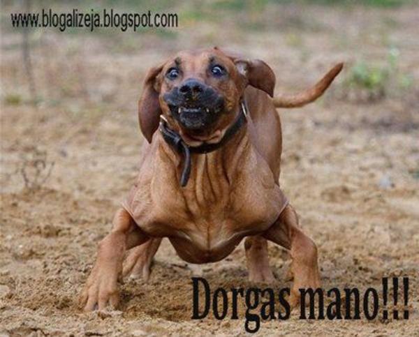 [Image - 40852] | Dorgas | Know Your Meme