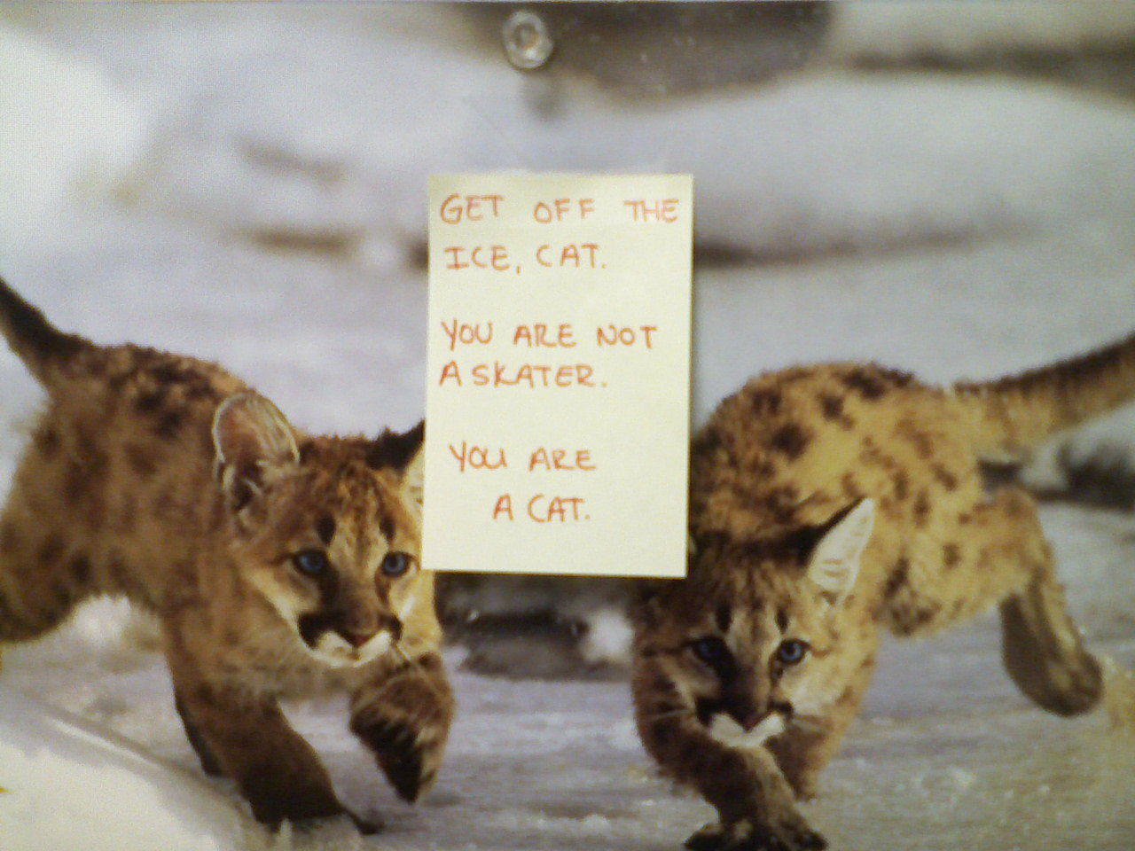 [Image - 44201] | Buzzkilling | Know Your Meme