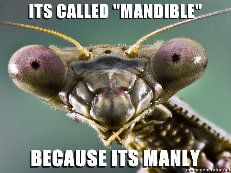 [Image - 45779] | Mantis | Know Your Meme