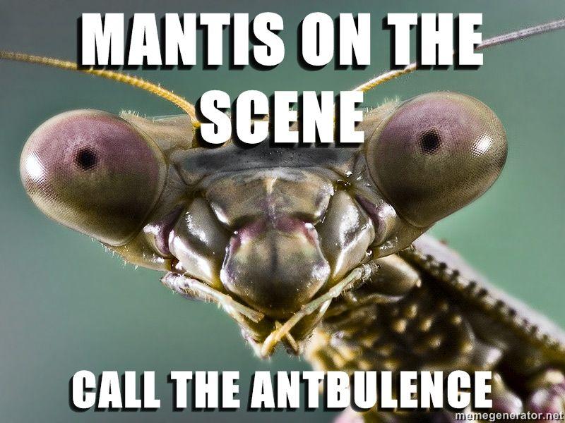 [Image - 45788] | Mantis | Know Your Meme