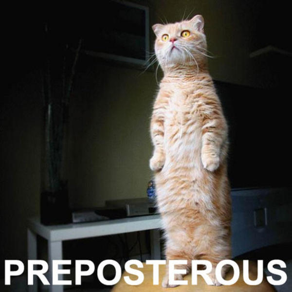 [Image - 46050] | Standing Cat | Know Your Meme