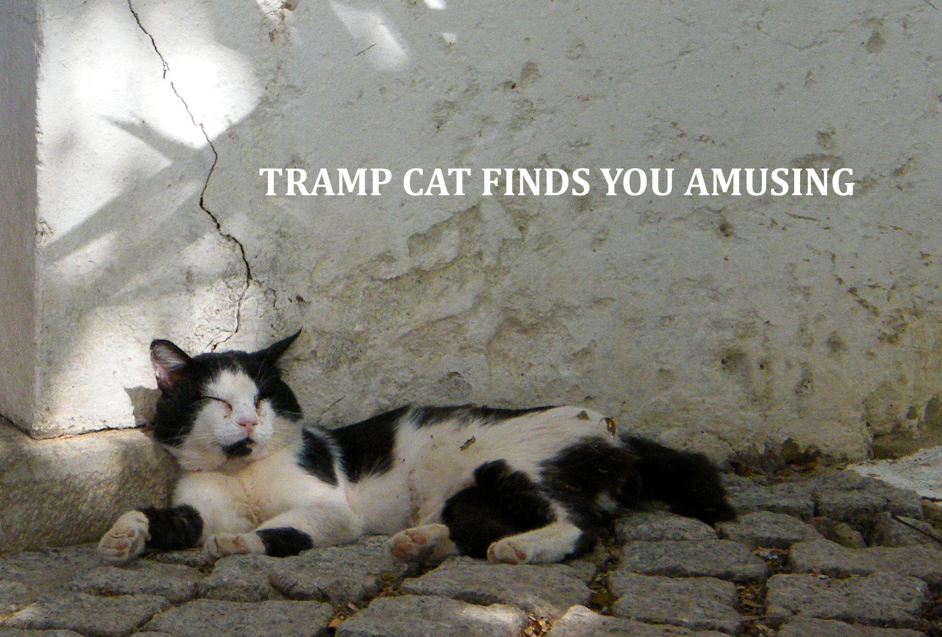 [Image - 46848] | LOLcats | Know Your Meme