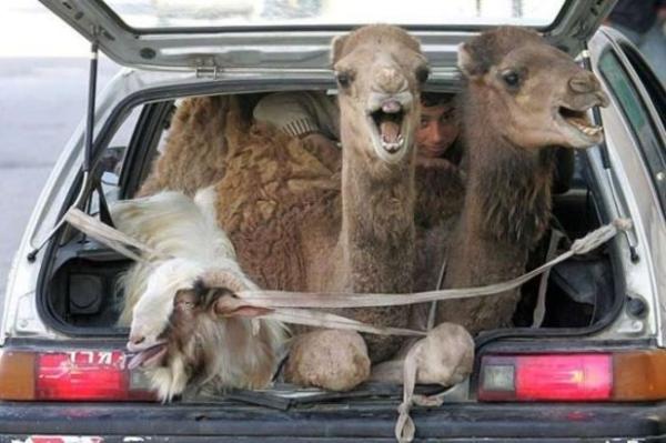 [Image - 46918] | Two Camels in a Tiny Car | Know Your Meme