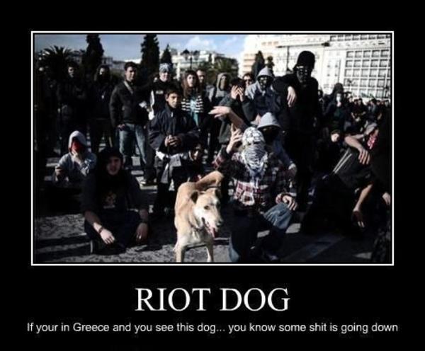 [Image - 49047] | Riot Dog | Know Your Meme