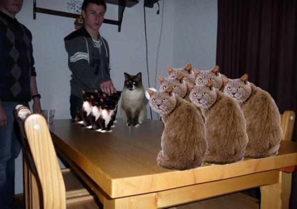 [Image - 51389] | Boozecats | Know Your Meme