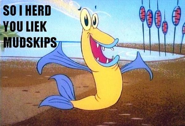Mudskipper | I Herd U Liek Mudkips | Know Your Meme