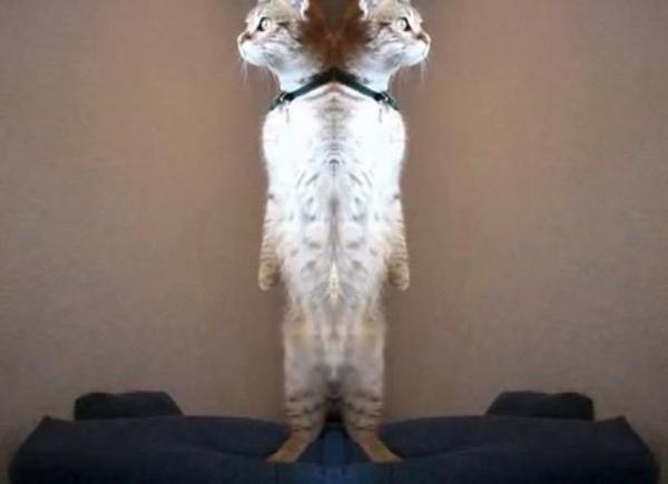 [Image - 54688] | Standing Cat | Know Your Meme