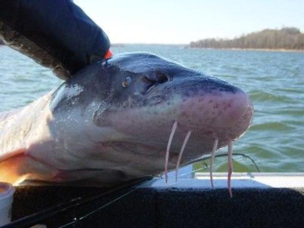 [Image - 62012] | Sturgeon Face | Know Your Meme