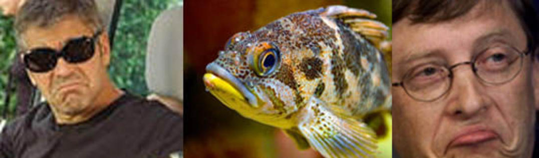 [Image - 62016] | Sturgeon Face | Know Your Meme