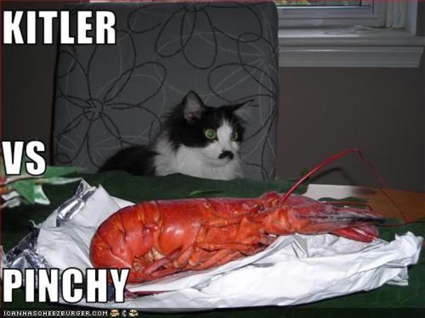 [Image - 64314] | Kitler | Know Your Meme