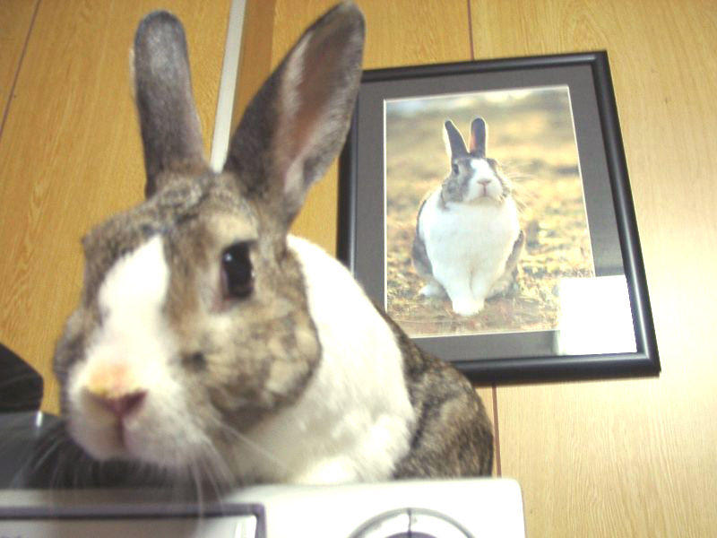 [Image - 65214] | Pancake Bunny | Know Your Meme