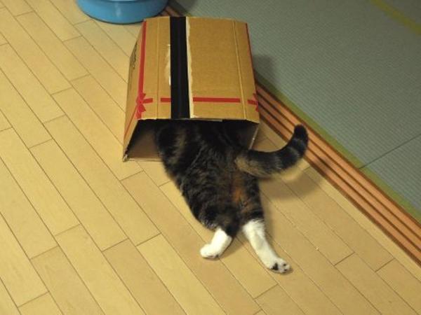 [Image - 69247] | Maru the Cat | Know Your Meme