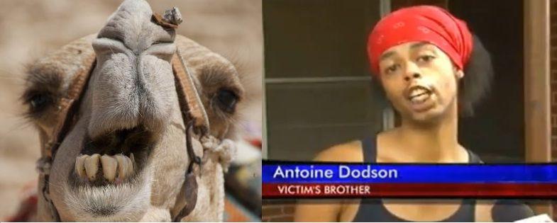 [Image - 69252] | Antoine Dodson / Bed Intruder | Know Your Meme