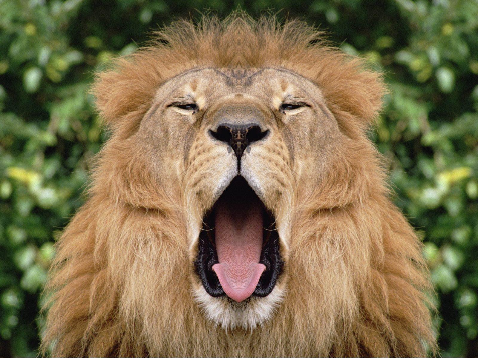 [Image - 69739] | UNITINU / UNITIИU | Know Your Meme