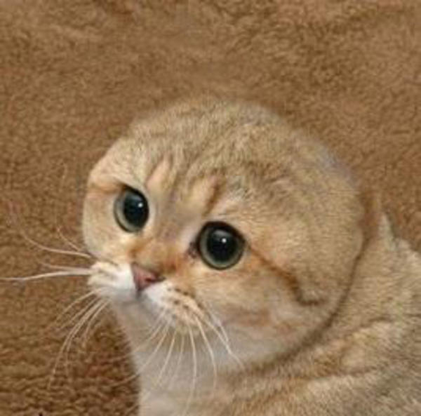 [Image - 71397] | Starecat / Grafics Cat | Know Your Meme