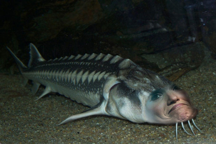 [Image - 72439] | Sturgeon Face | Know Your Meme