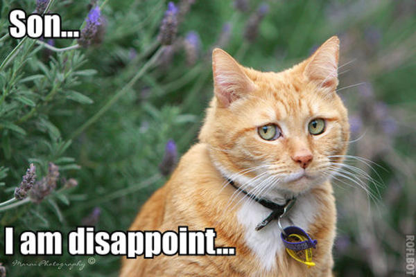 [Image - 74997] | Son, I Am Disappoint | Know Your Meme